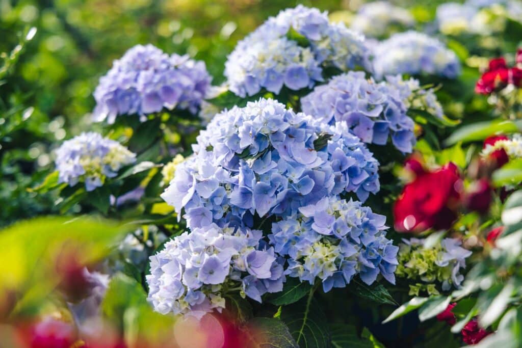 Cold Hardy Hydrangea Shrubs | Petitti Garden Centers
