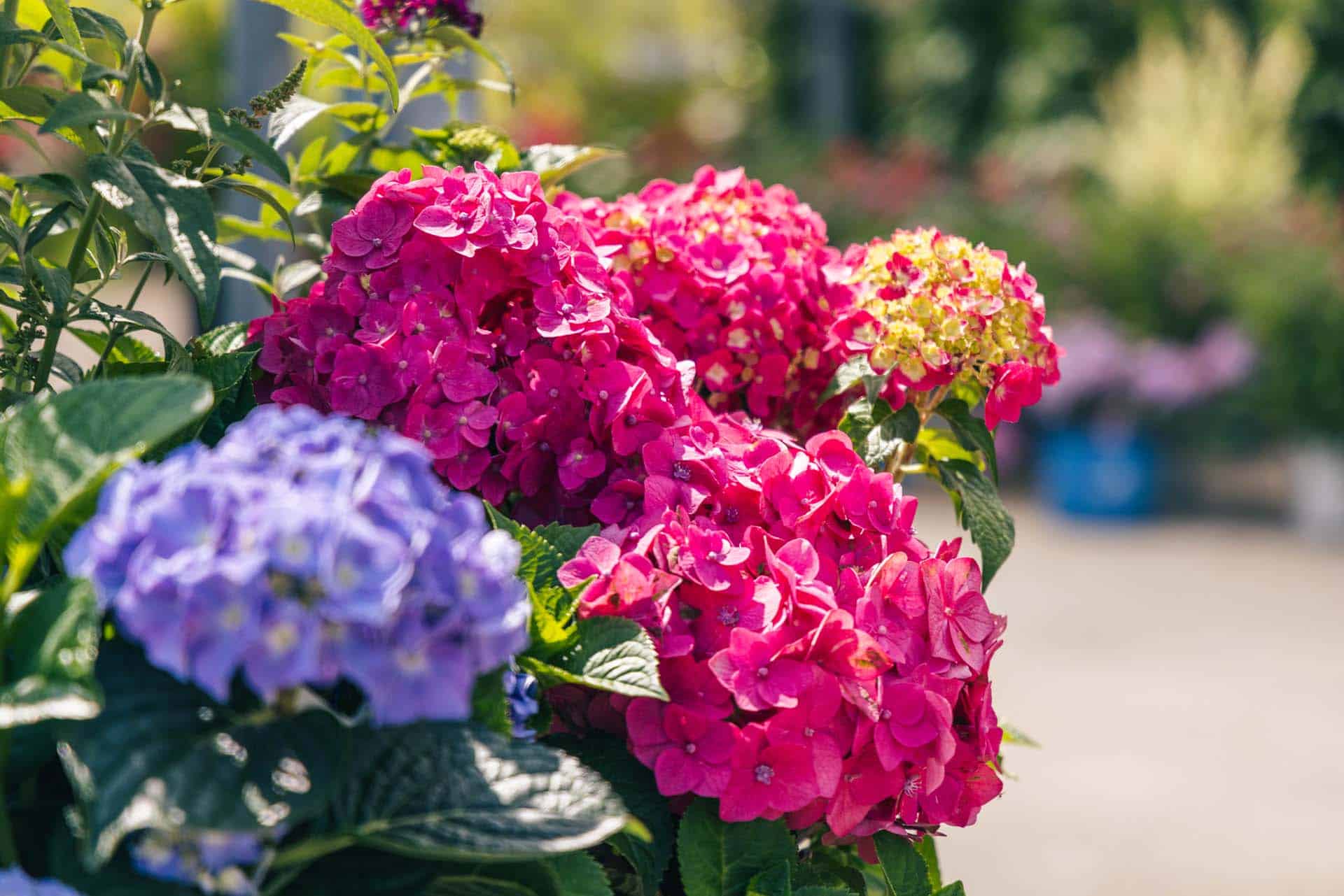 Changing the Color of Hydrangeas | Petitti Garden Centers
