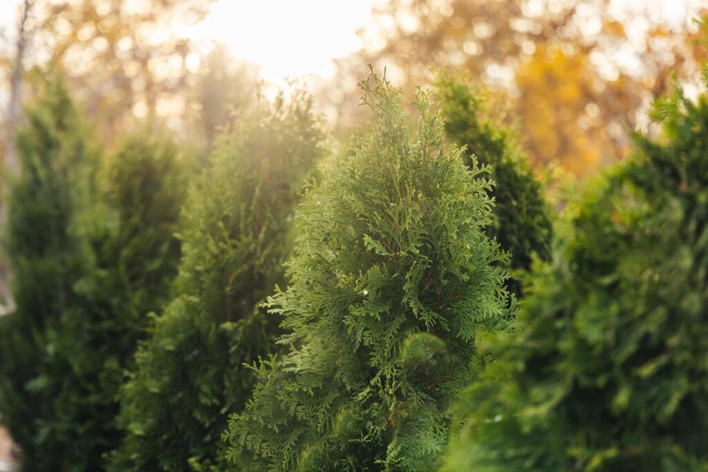8 Perfect Evergreen Shrubs for Shade | Petitti Garden Centers