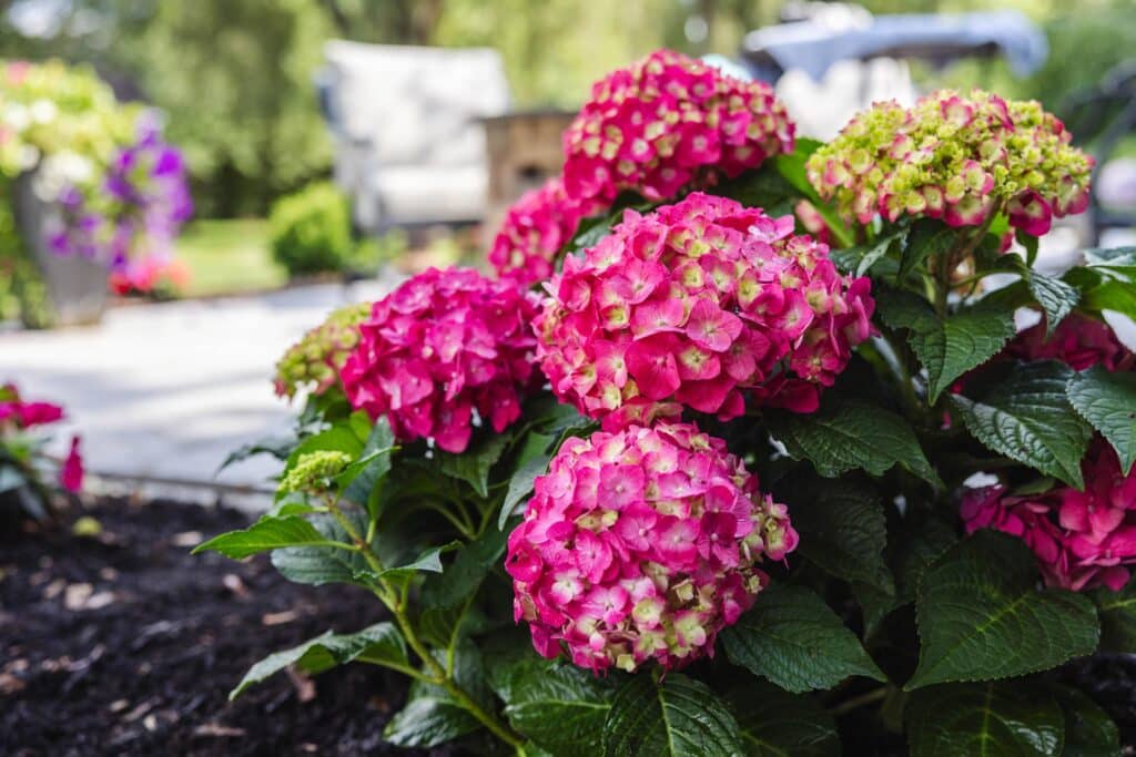 How to Grow Macrophylla Hydrangeas | Petitti Garden Centers