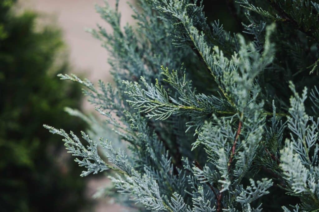 Deer Resistant Trees & Shrubs | Petitti Garden Centers