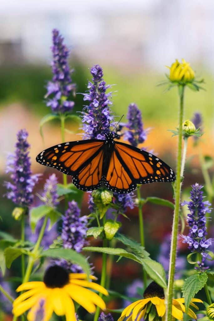 July and August Blooming Perennials | Petitti Garden Centers