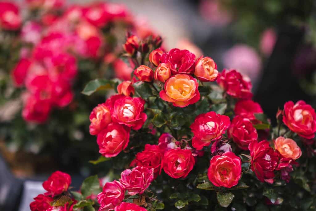 Easy-to-Grow Shrub Roses | Petitti Garden Centers