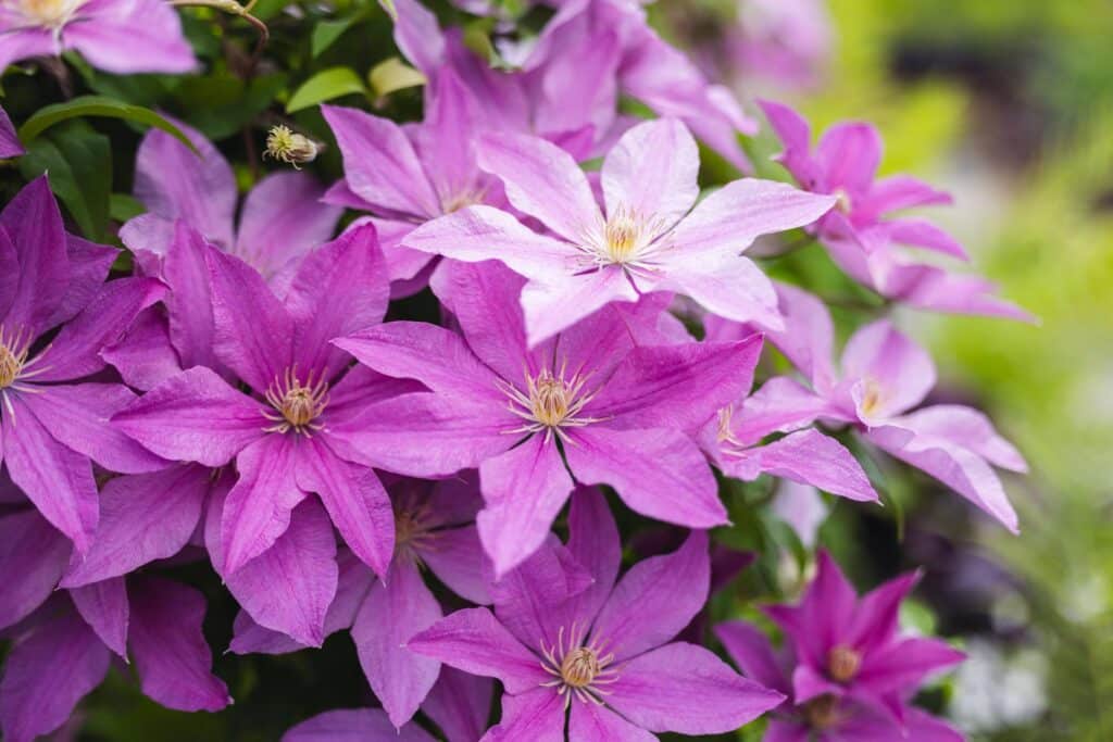 Perennials Monthly Bloom Calendar | Petitti Garden Centers
