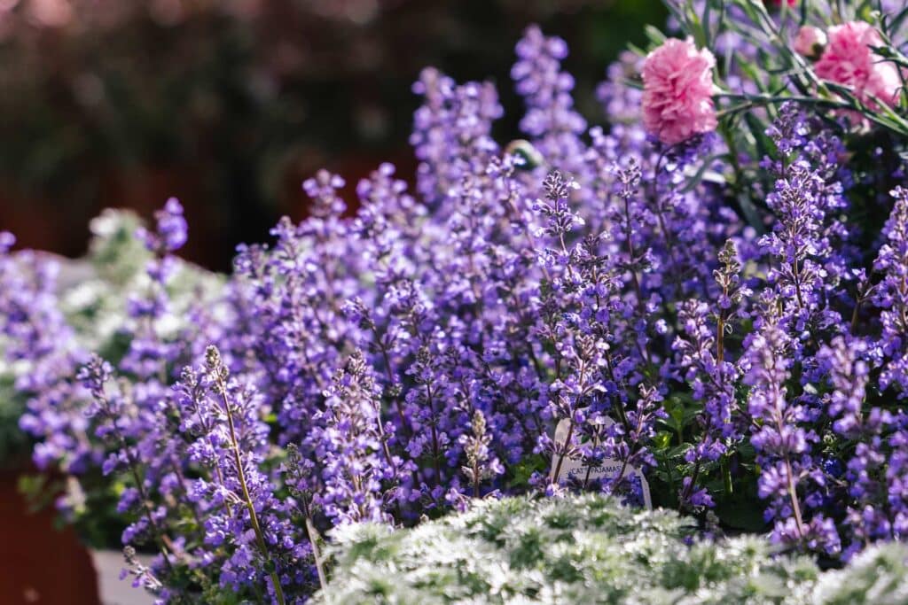 Perennials Monthly Bloom Calendar | Petitti Garden Centers