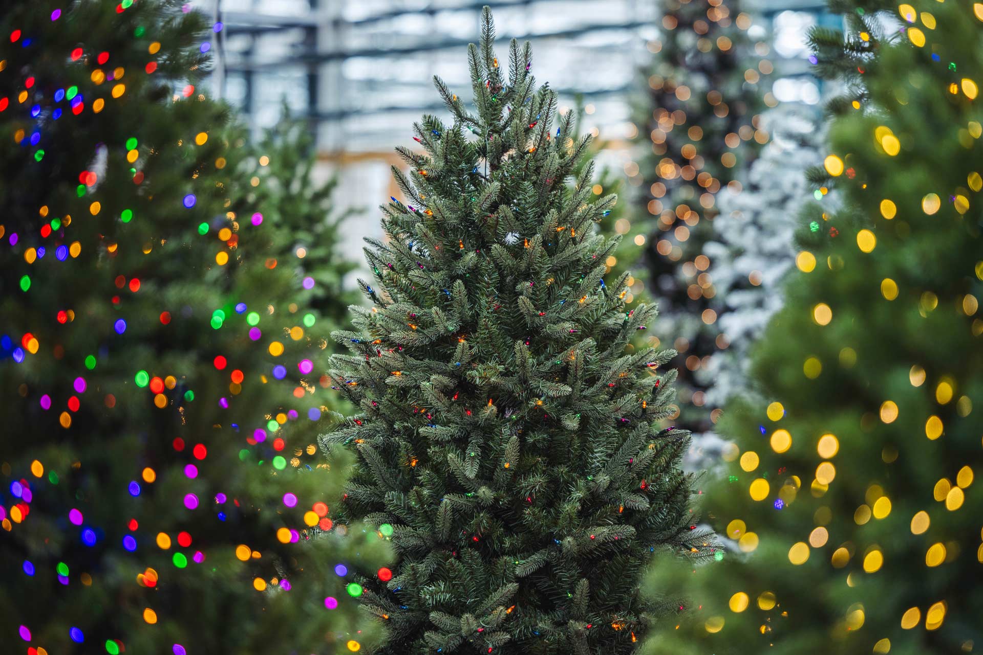 Guide to the Best Christmas Trees | Petitti Garden Centers