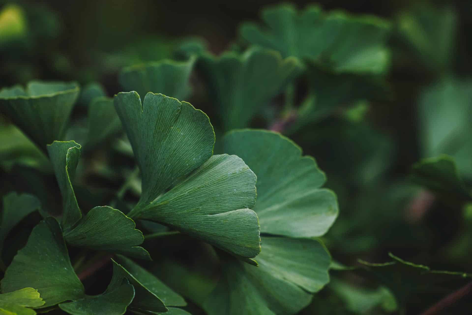 Gingko Trees for Planting | Petitti Garden Centers