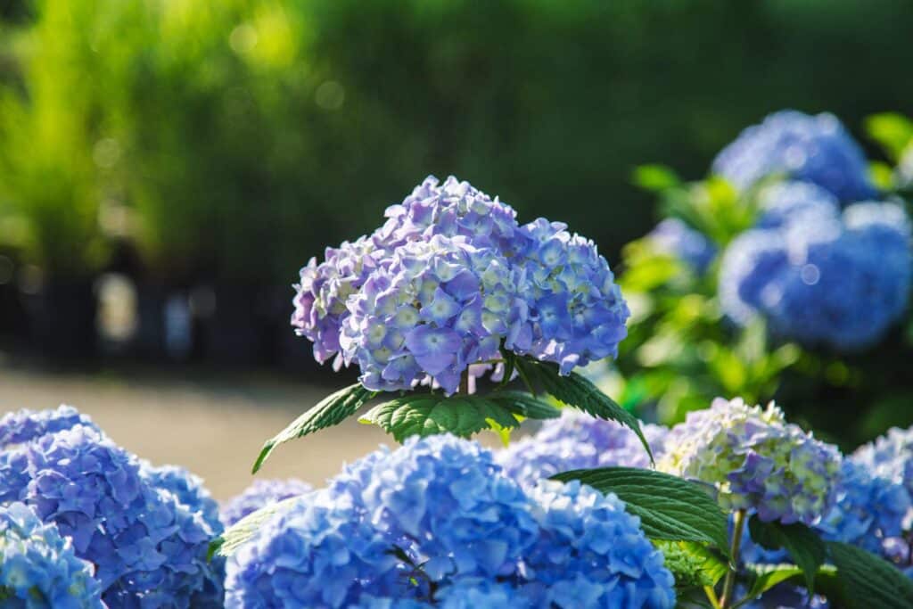 How to Prune Hydrangeas | Petitti Garden Centers