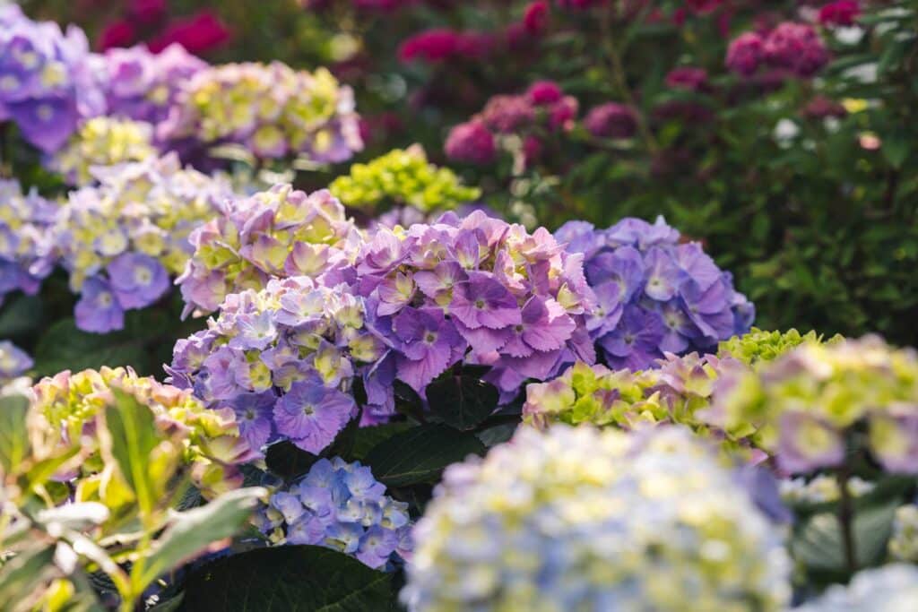How to Grow Macrophylla Hydrangeas | Petitti Garden Centers