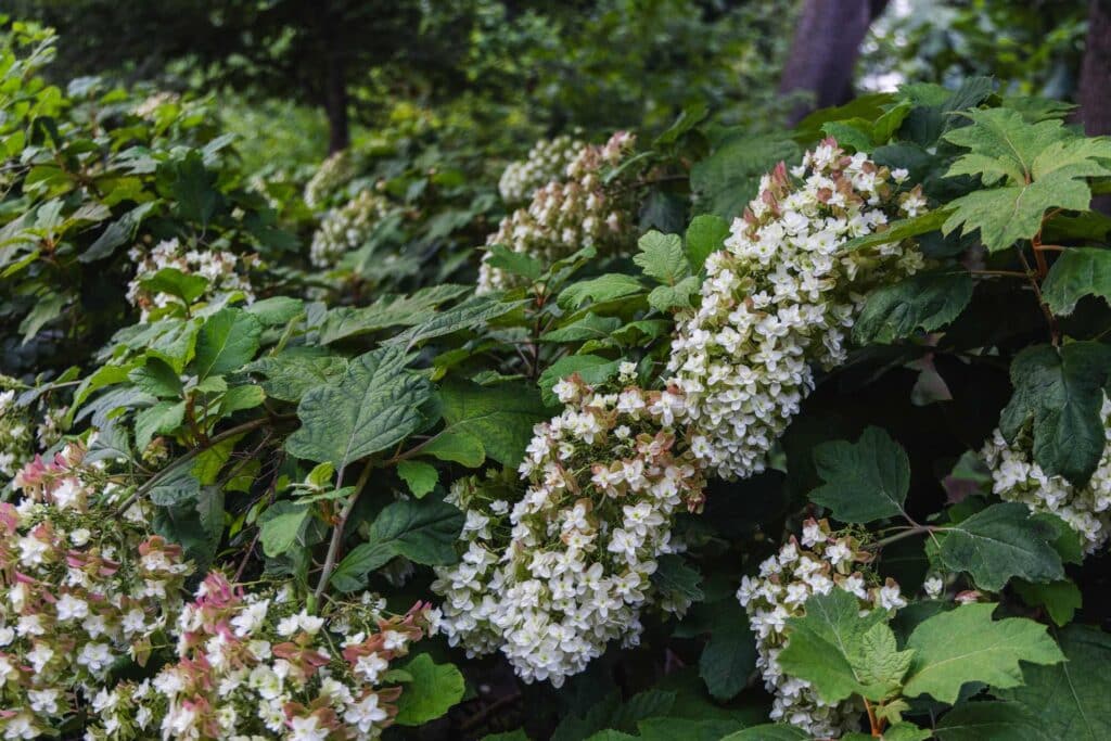 Cold Hardy Hydrangea Shrubs | Petitti Garden Centers