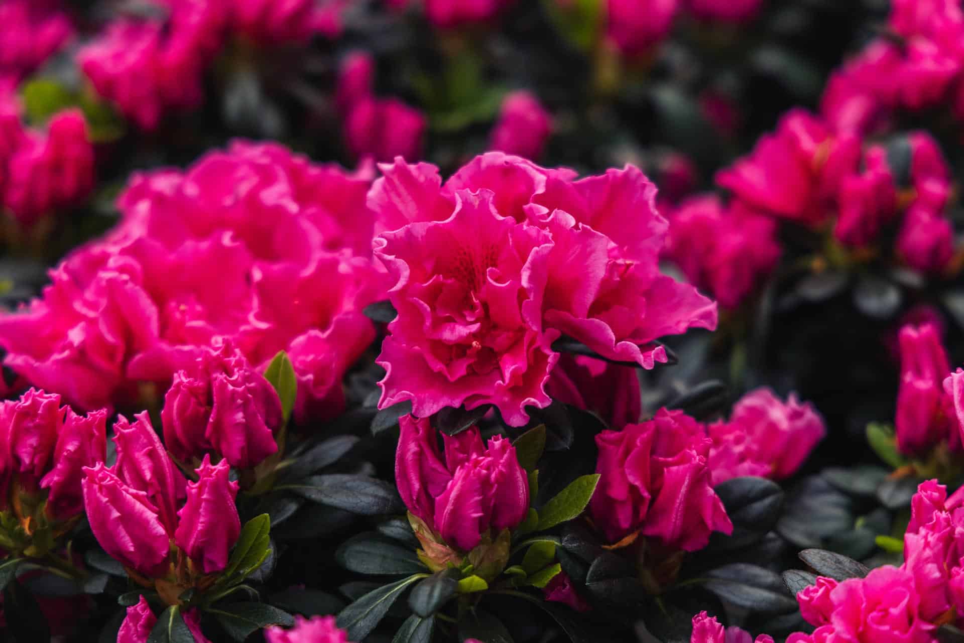 Florist Azalea | Petitti Garden Centers