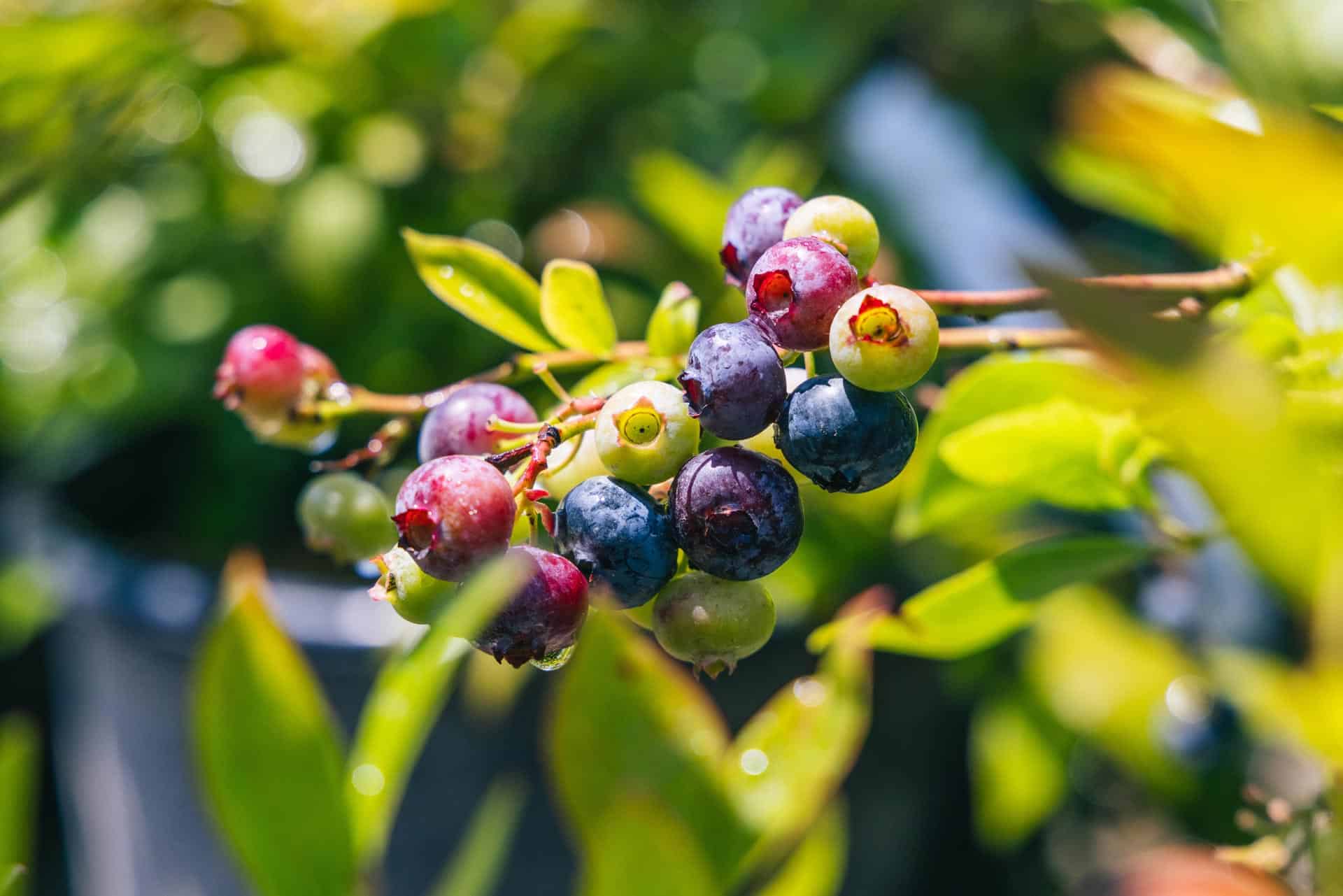 Berry Bush Gardening | Petitti Garden Centers