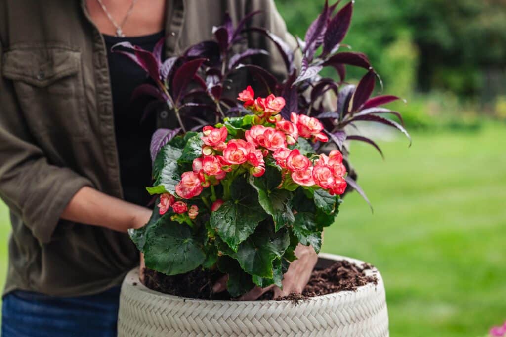 Gardening with Angelo Radio Show | Petitti Garden Centers