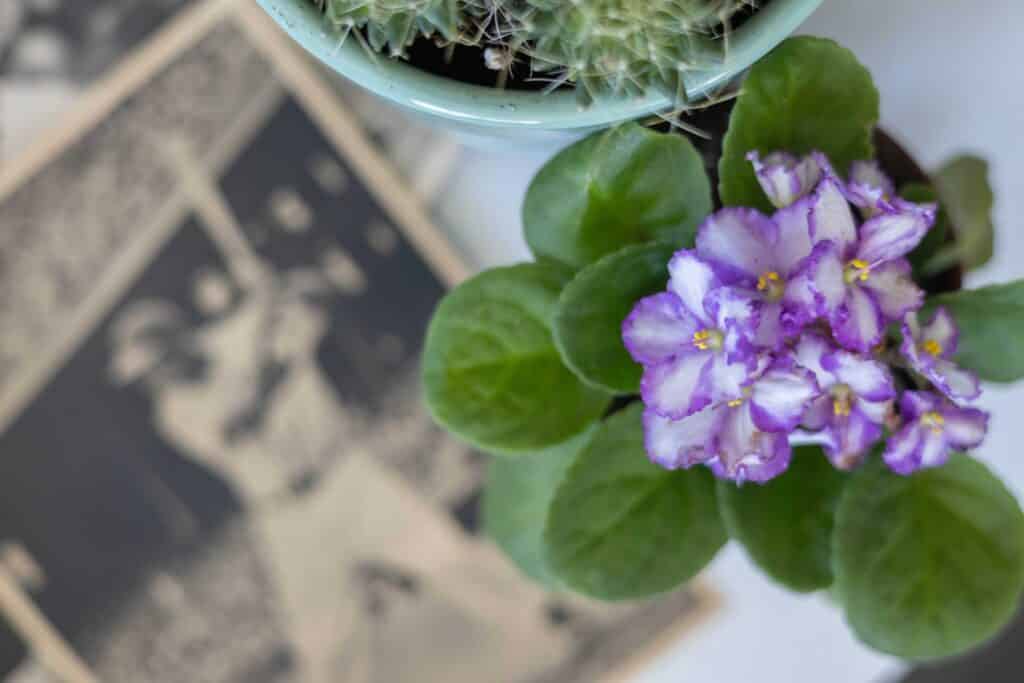 Most Popular Houseplants by Decade | Petitti Garden Centers