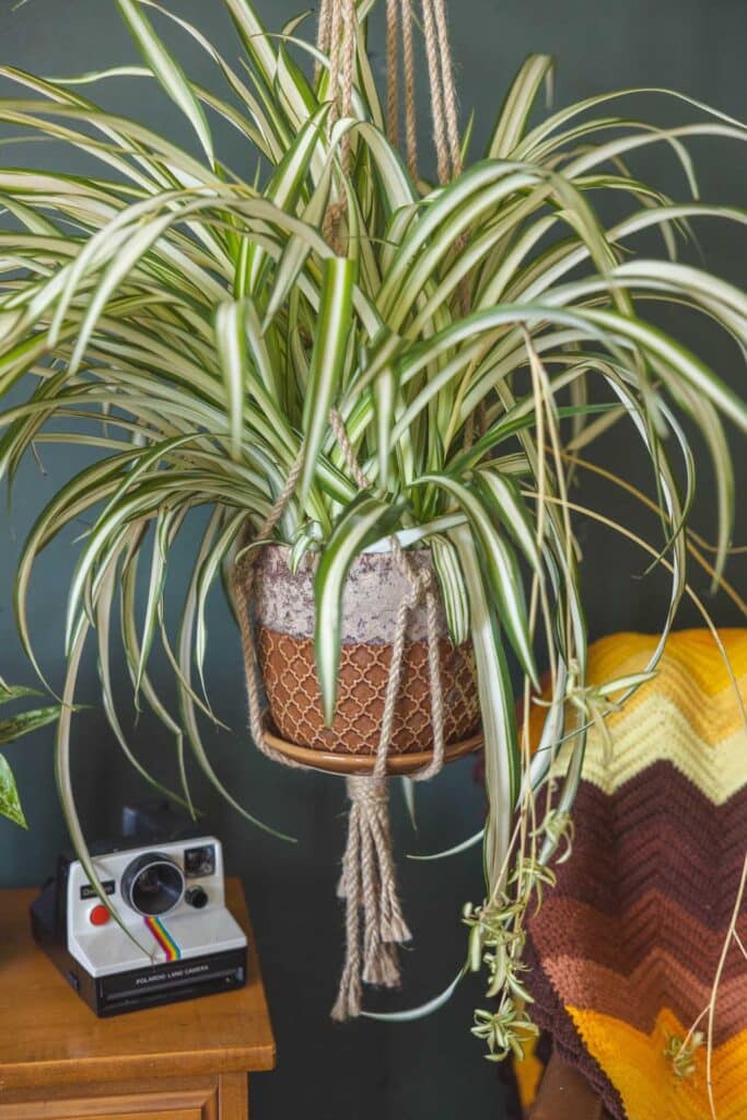 Most Popular Houseplants by Decade | Petitti Garden Centers