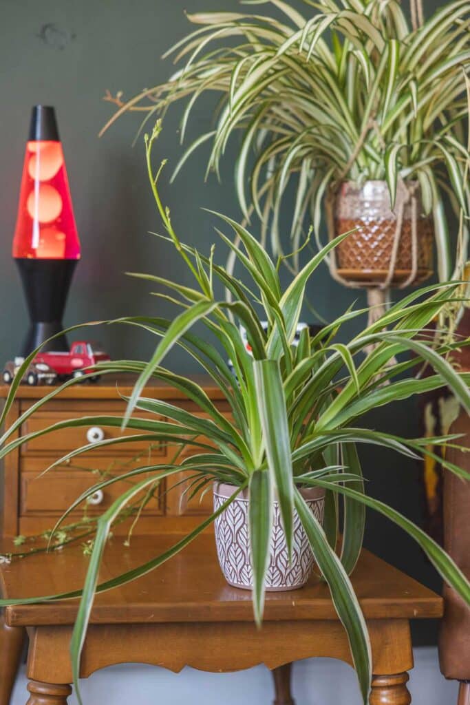 Most Popular Houseplants by Decade | Petitti Garden Centers