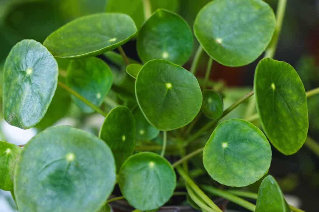 Most Popular Houseplants by Decade | Petitti Garden Centers