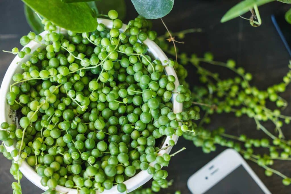 Most Popular Houseplants by Decade | Petitti Garden Centers