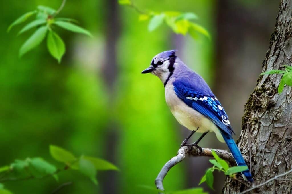 Blue Jay: Friend or Foe? | Petitti Garden Centers