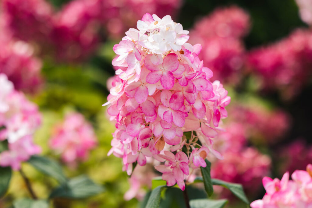How to Grow Panicle Hydrangeas | Petitti Garden Centers