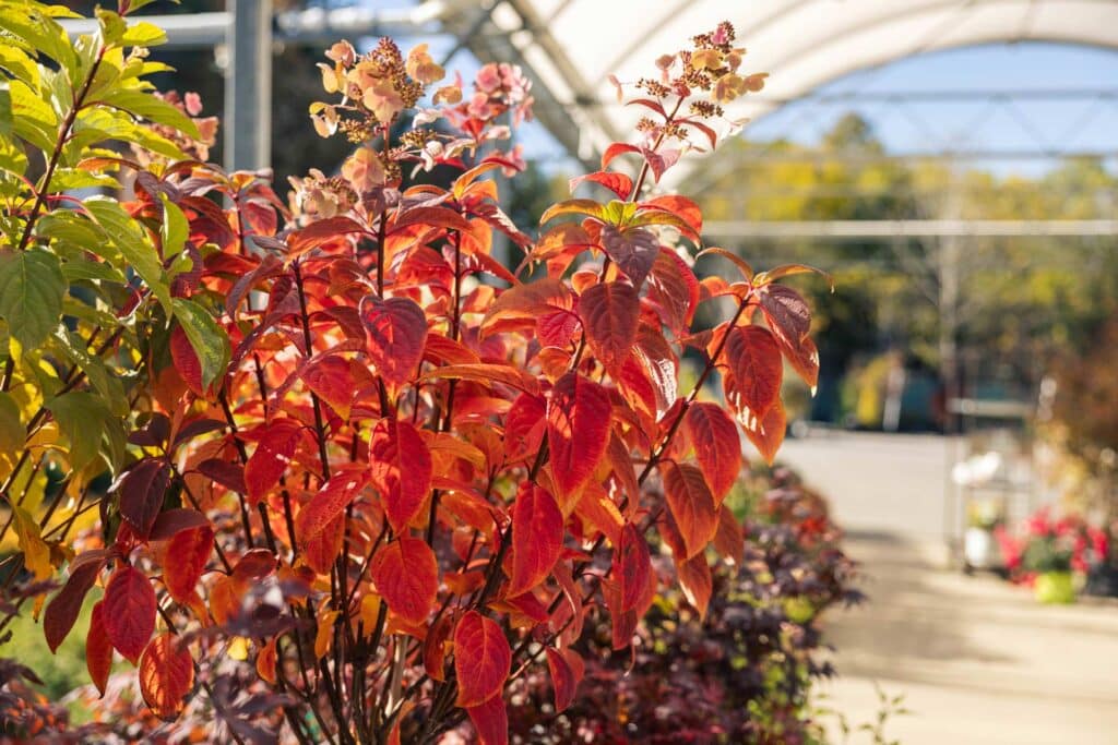 How to Grow Panicle Hydrangeas | Petitti Garden Centers