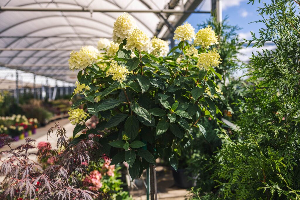 How to Grow Panicle Hydrangeas | Petitti Garden Centers