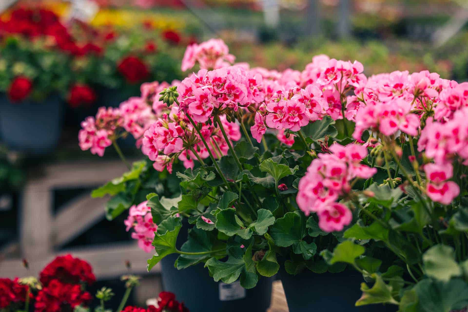 50% OFF Annual Geraniums | Petitti Garden Centers